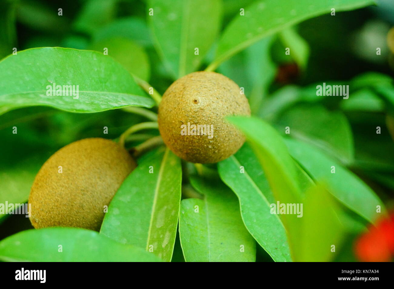 The heart fruit hangs on the fruit tree, which is a healthy fruit Stock ...