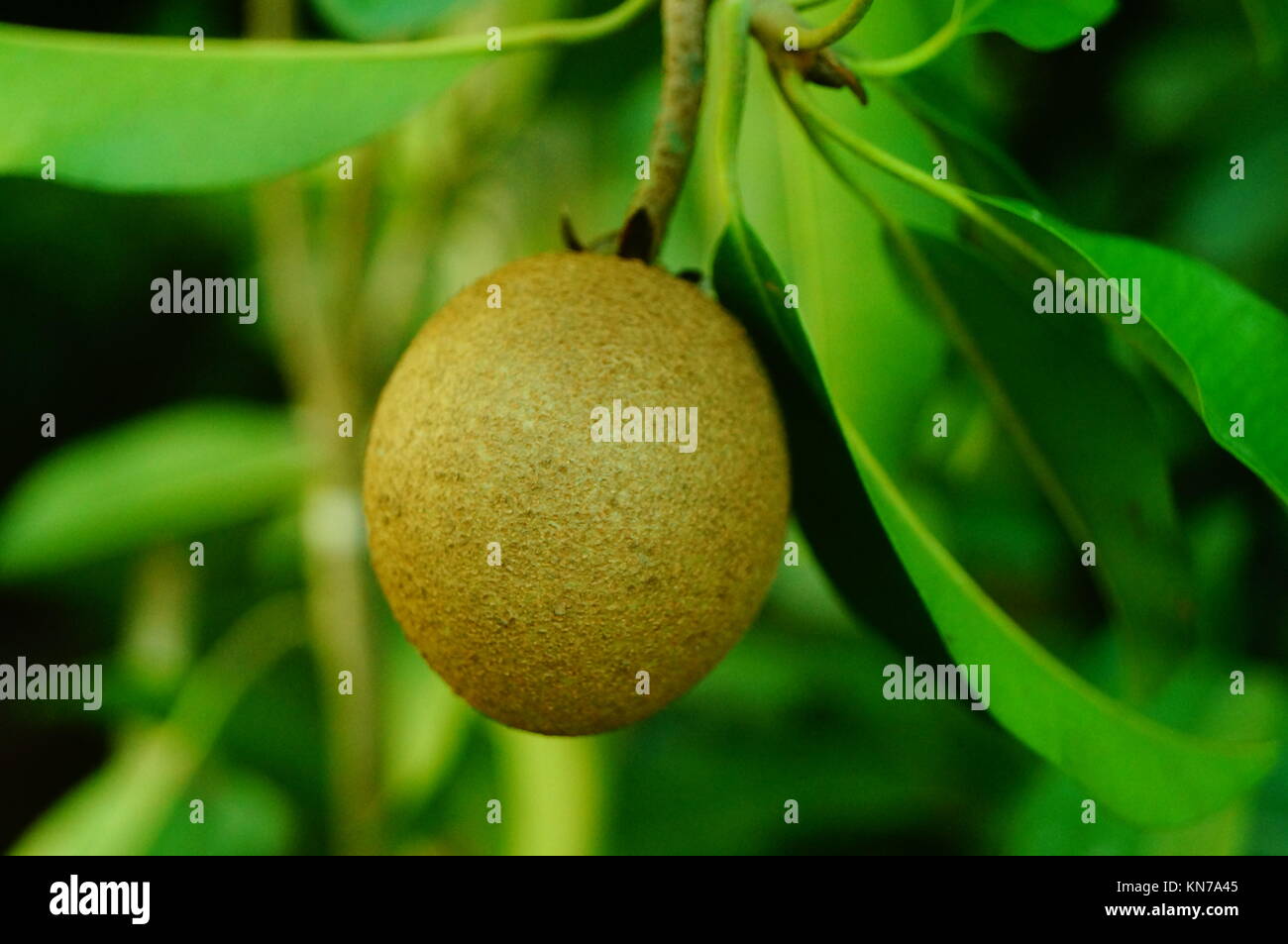 The heart fruit hangs on the fruit tree, which is a healthy fruit Stock ...