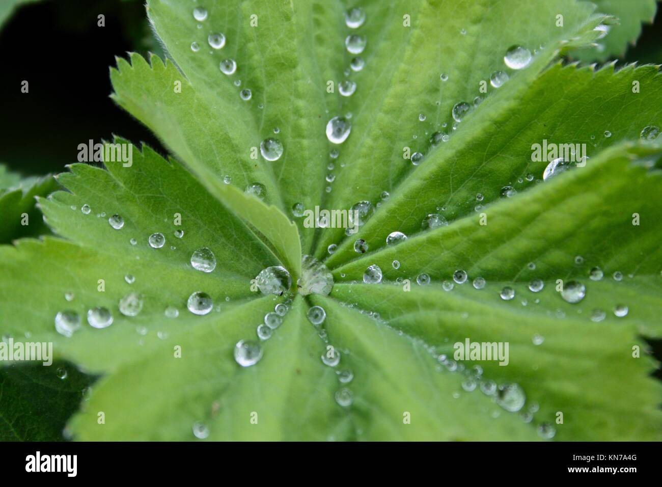 A leaf after a big storm Stock Photo - Alamy