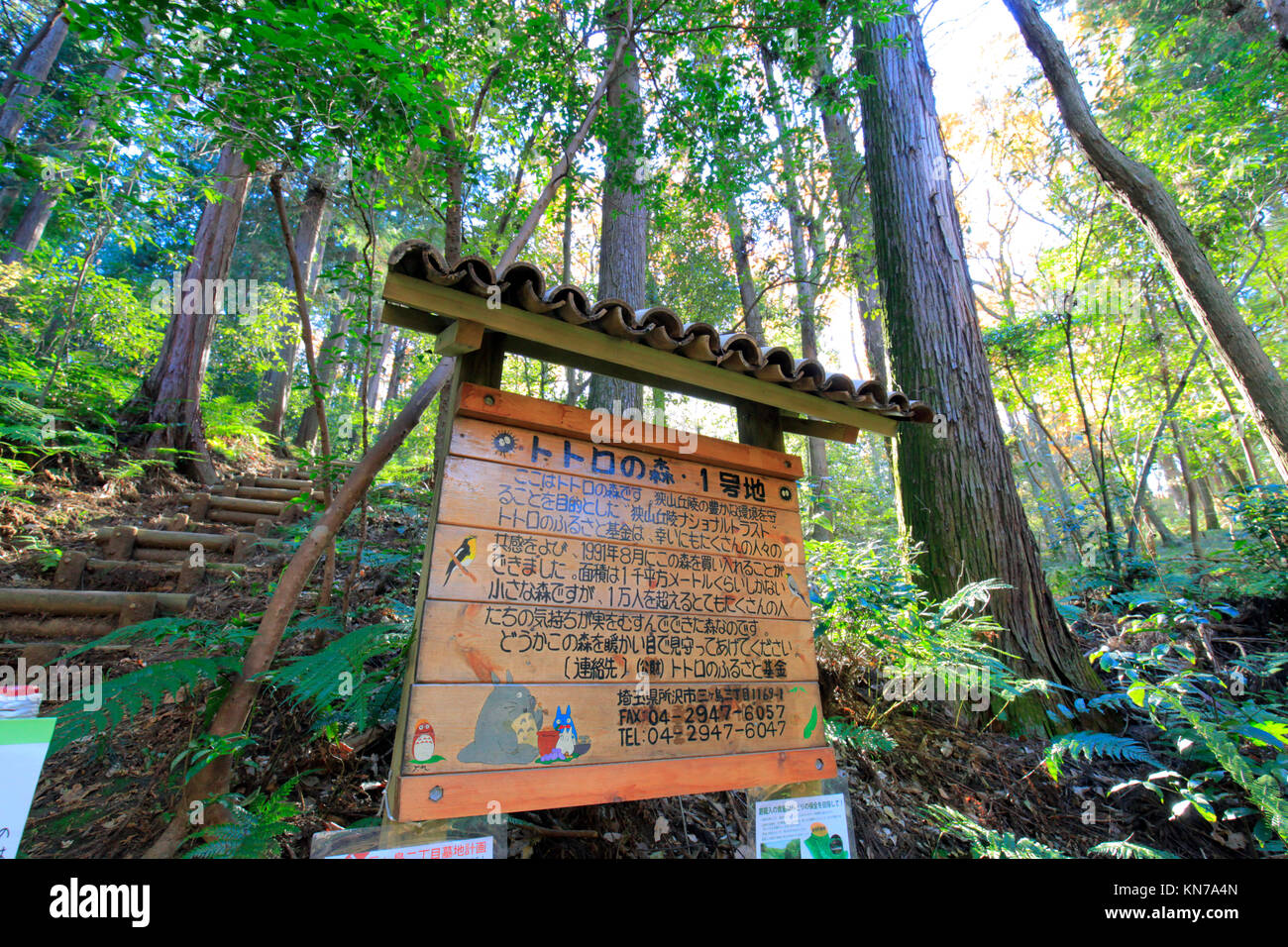 Totoro Forest No.1 in Sayama Hills in Tokorozawa city Saitama Japan ...