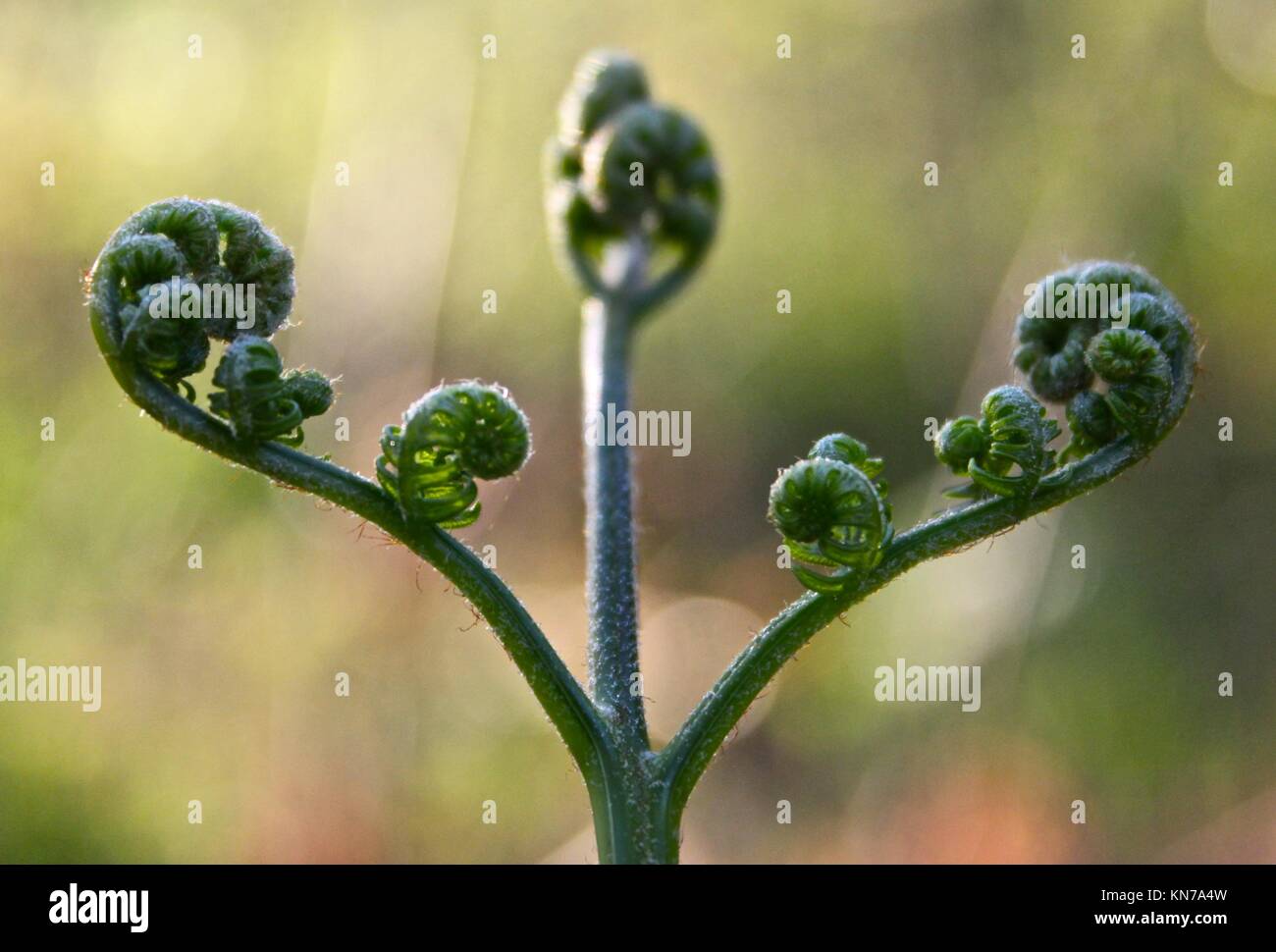 A plant that is all curled up before it turns into a big leafy plant ...