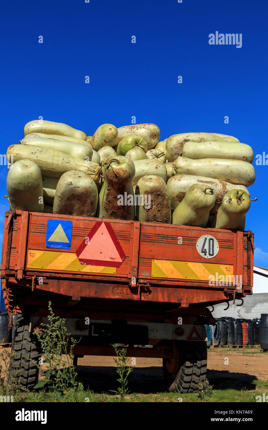 Zucca melons (gourds) loaded on to a trailer. They are members of the ...