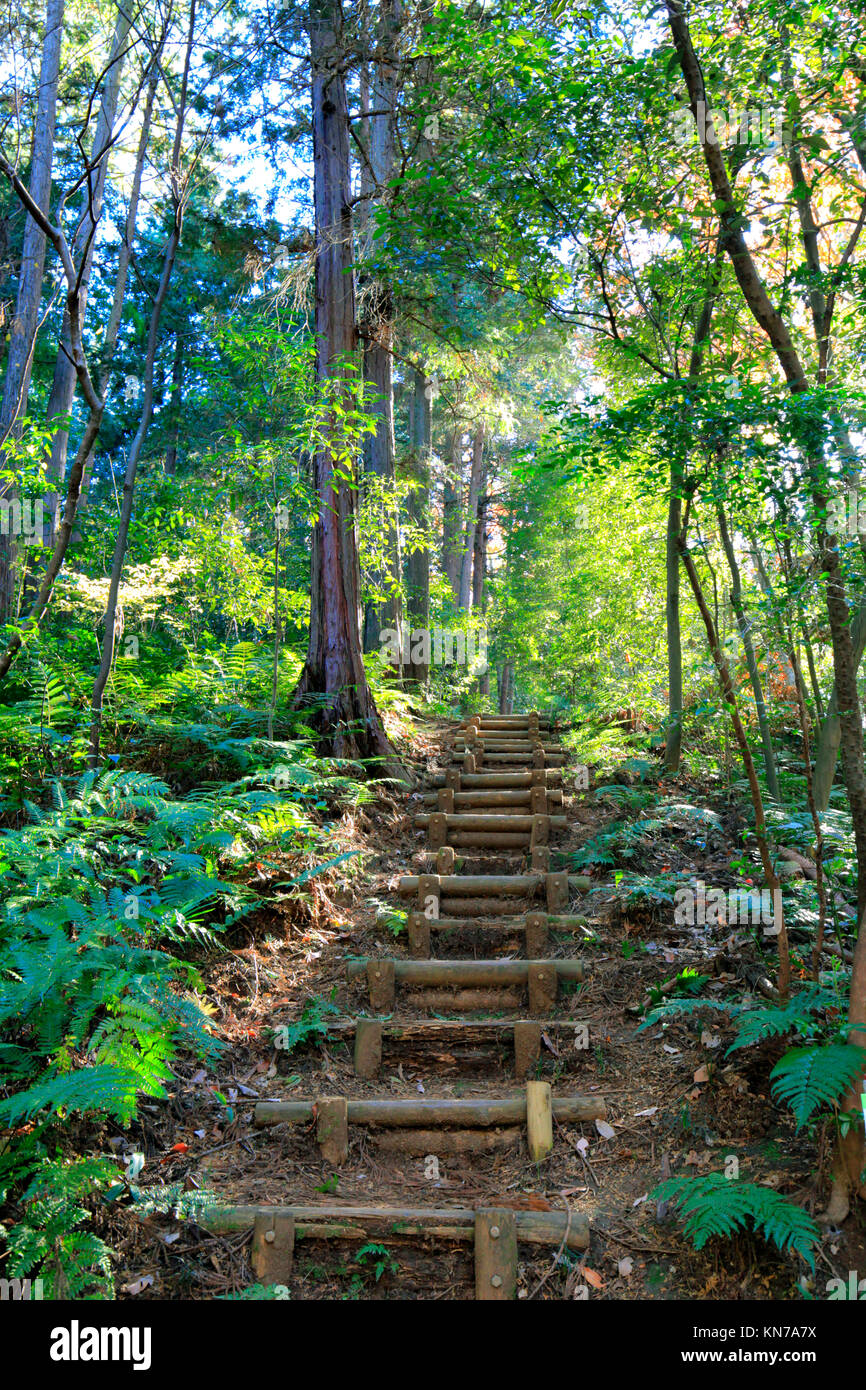 Totoro Forest No.1 in Sayama Hills in Tokorozawa city Saitama Japan ...