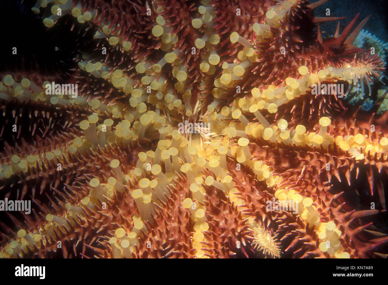Tube feet on the underside of a Crown of Thorns starfish, Hawaii Stock ...