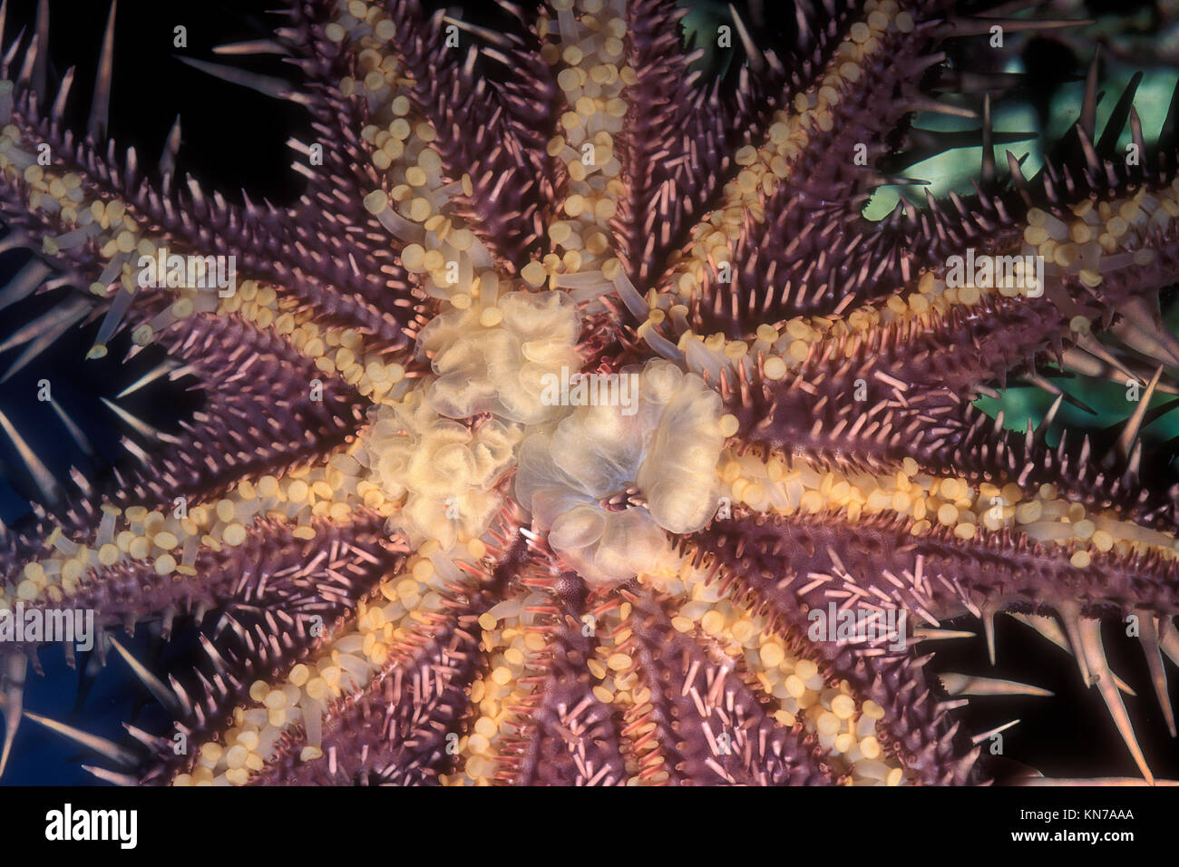 Tube feet starfish hi-res stock photography and images - Alamy