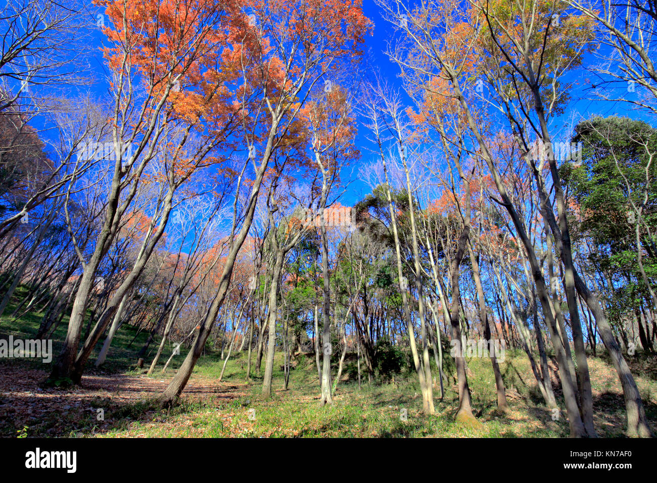 Sayama hills hi-res stock photography and images - Alamy