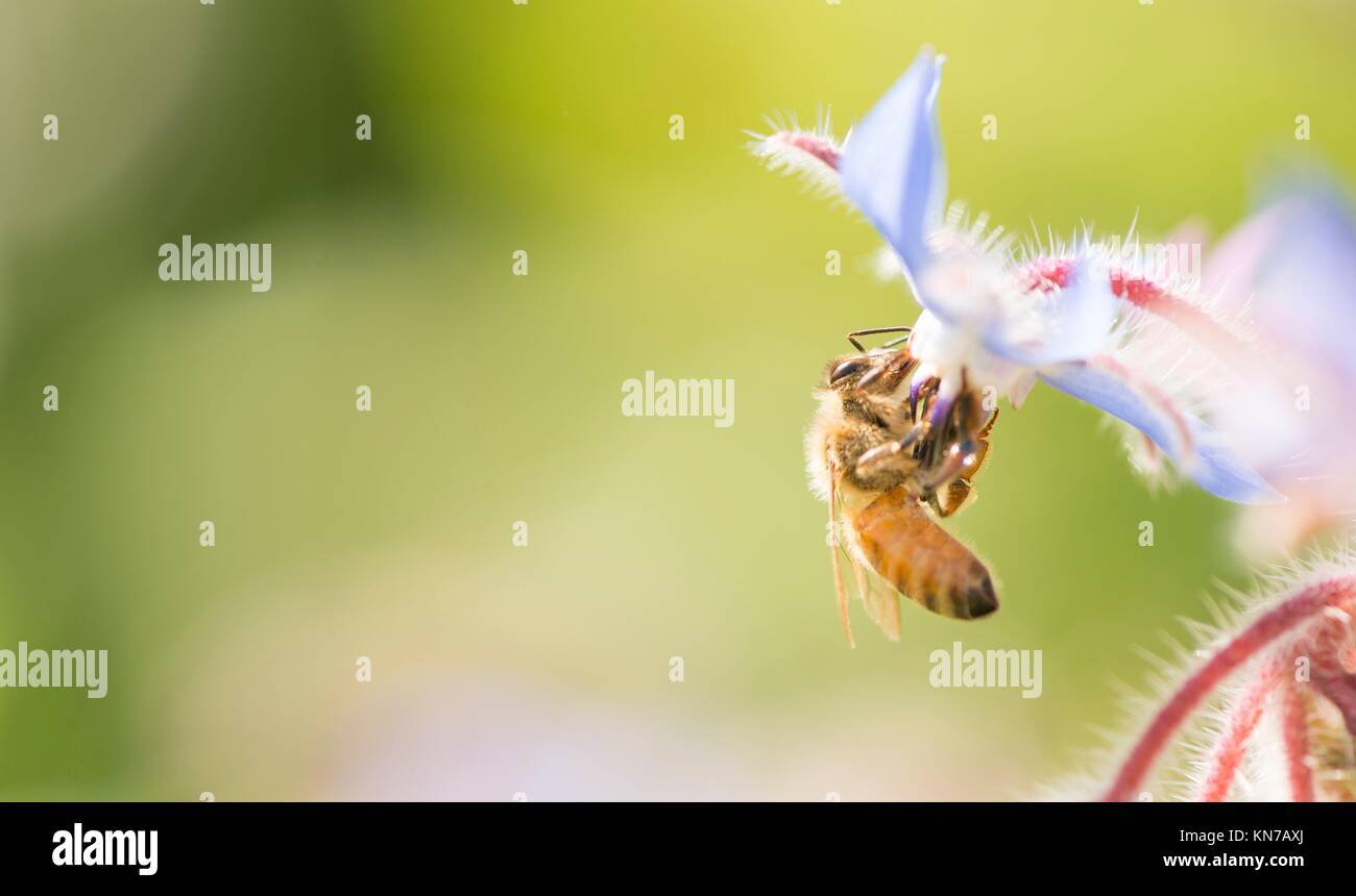 Bee close up with copy space. Beautiful summer nature detail with ...