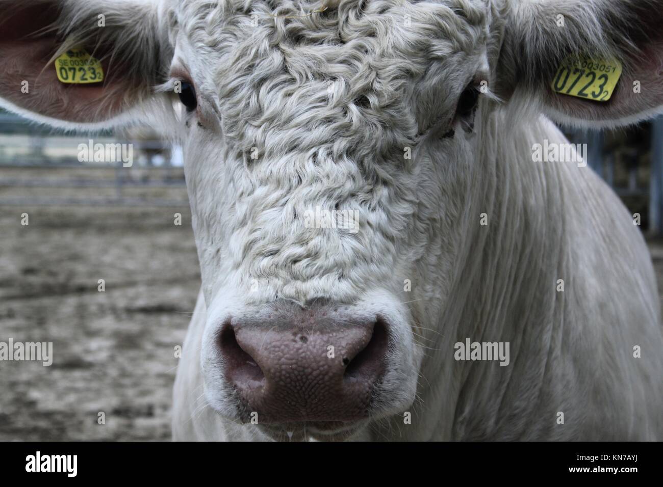 Got such a beautiful connection with this incredible cow Stock Photo ...