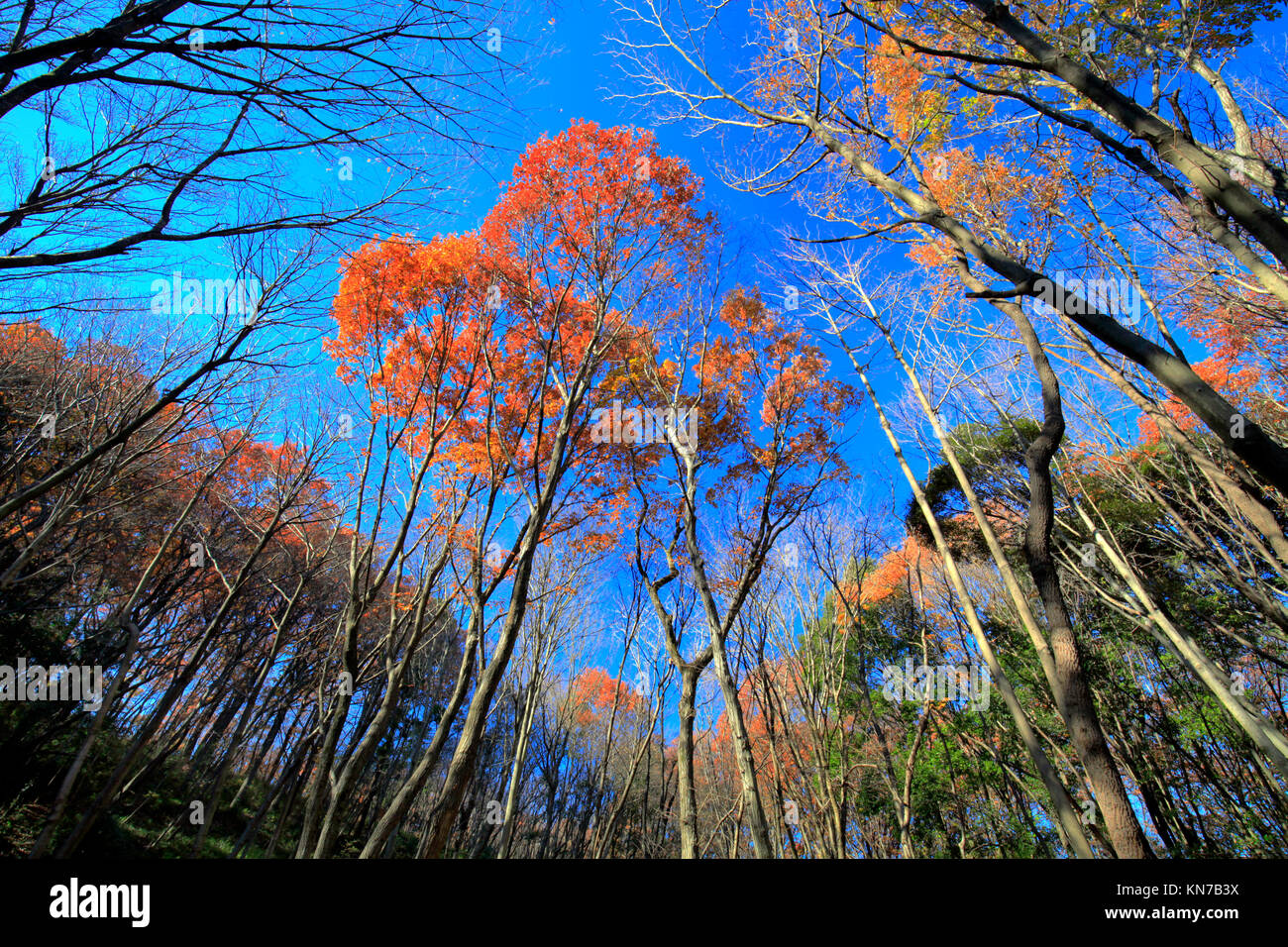 Sayama hills hi-res stock photography and images - Alamy