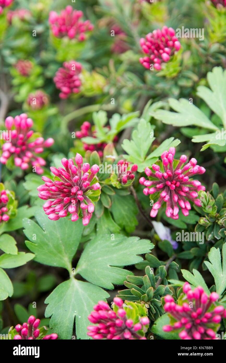 Daphne cneorum nature hi-res stock photography and images - Alamy