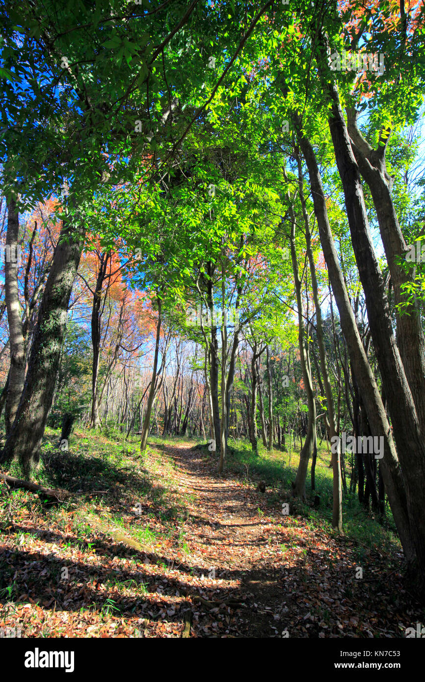 Sayama hills hi-res stock photography and images - Alamy