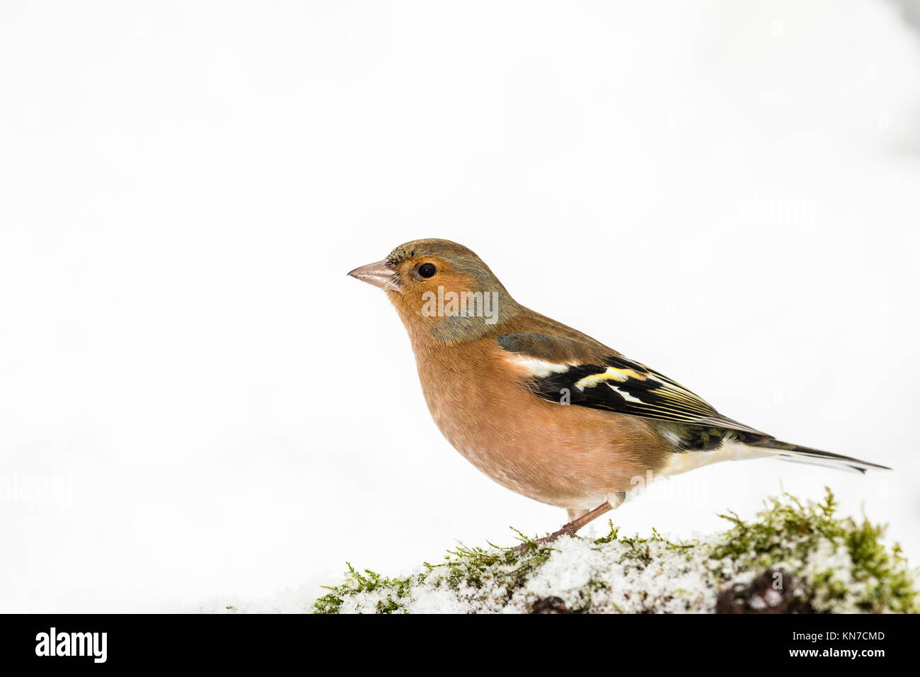 Male chaffinch foraging in a snowy winter setting Stock Photo - Alamy