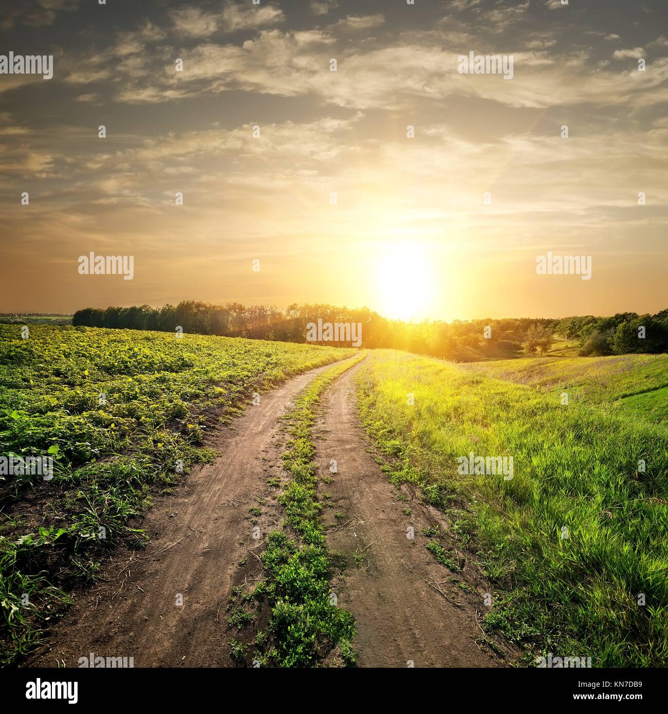 Sunset over country road and field of young sunflowers Stock Photo - Alamy