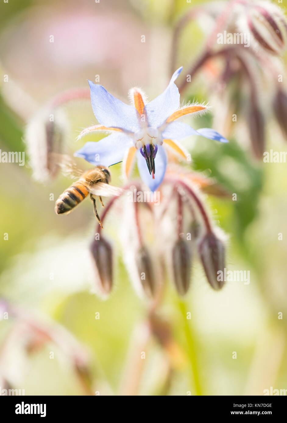 Pollination in nature hi-res stock photography and images - Alamy