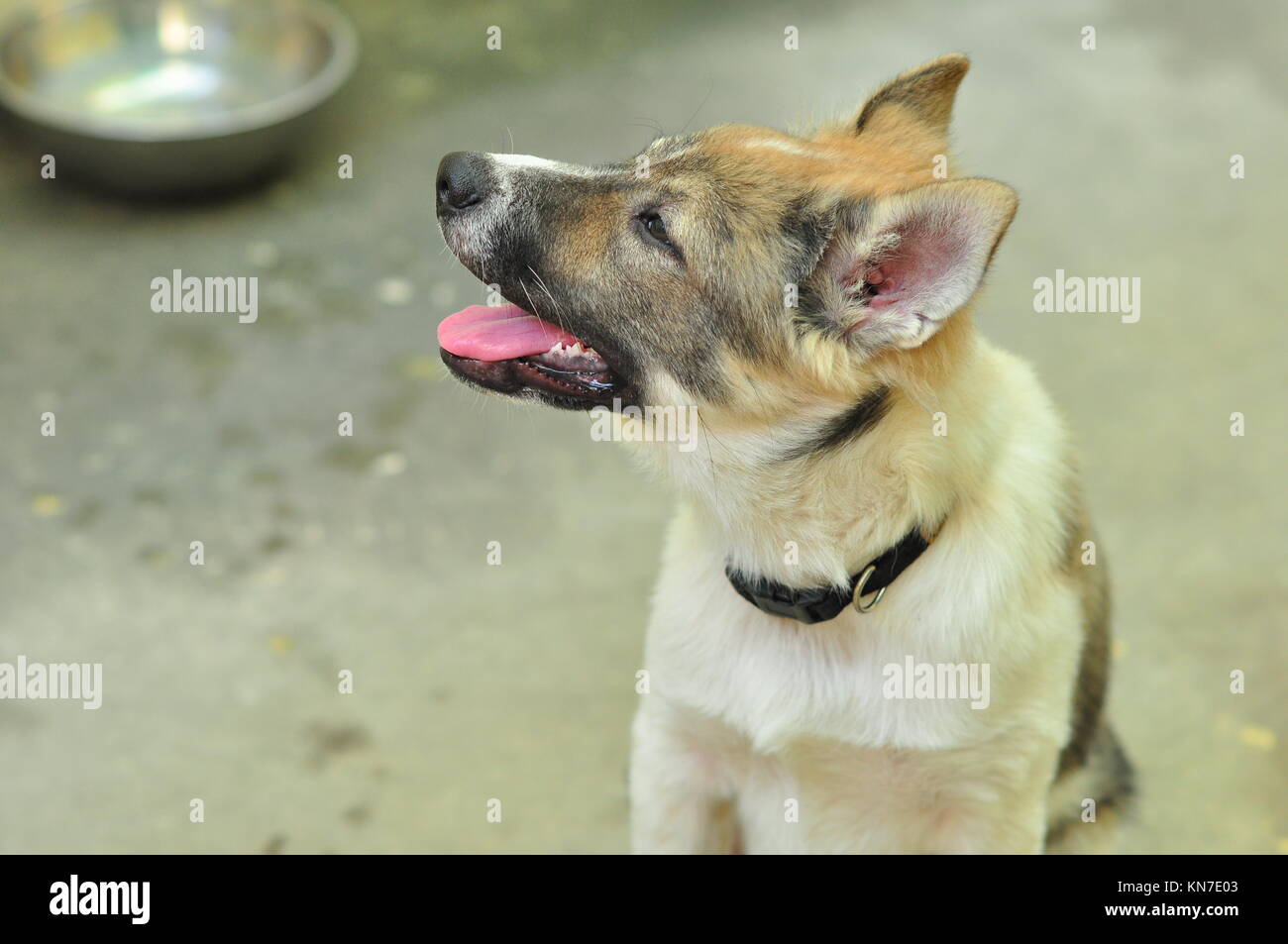 Thai Bangkaew Dog Stock Photo - Alamy