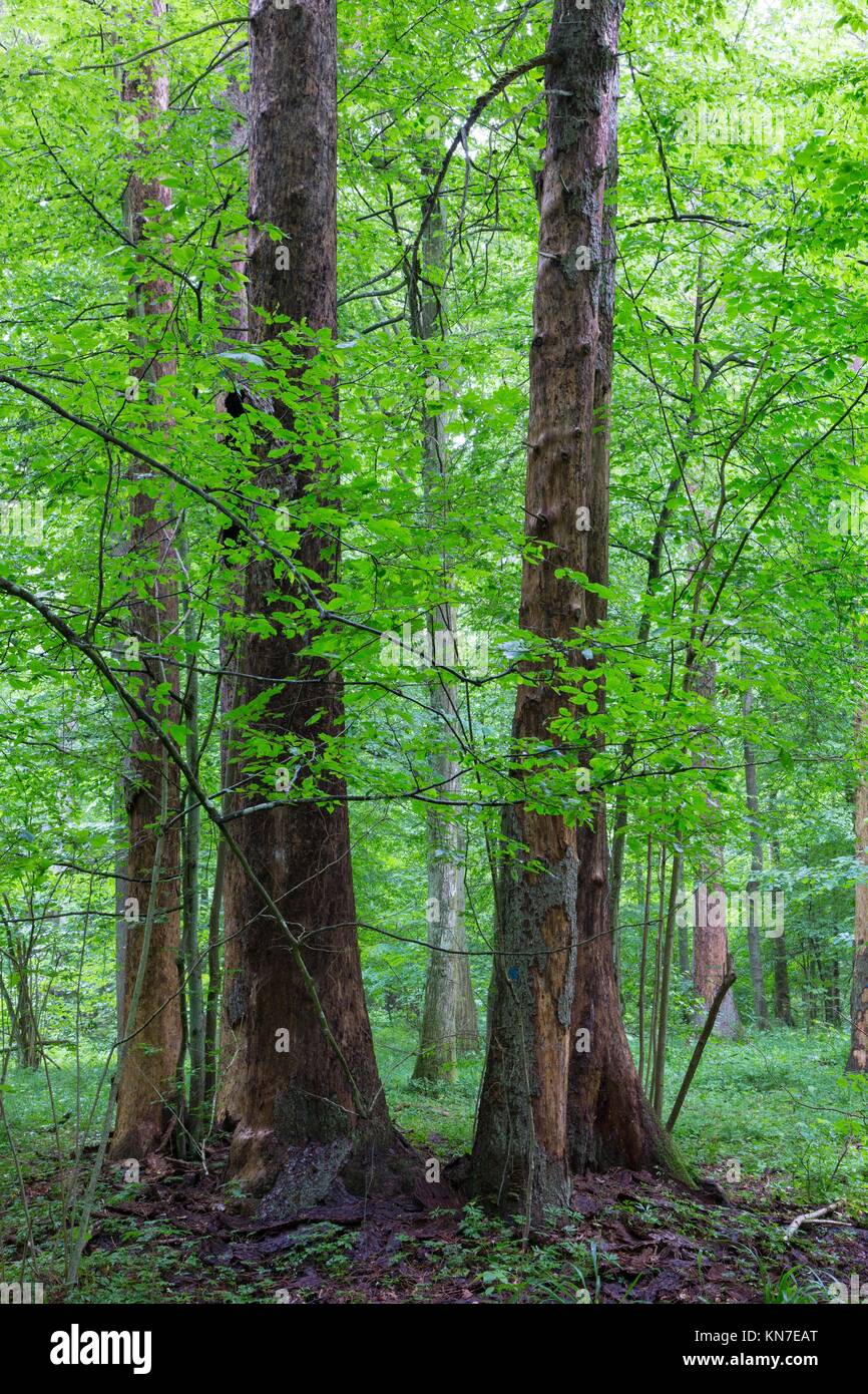 Barkless spruces among deciduous trees in old summertime deciduous ...