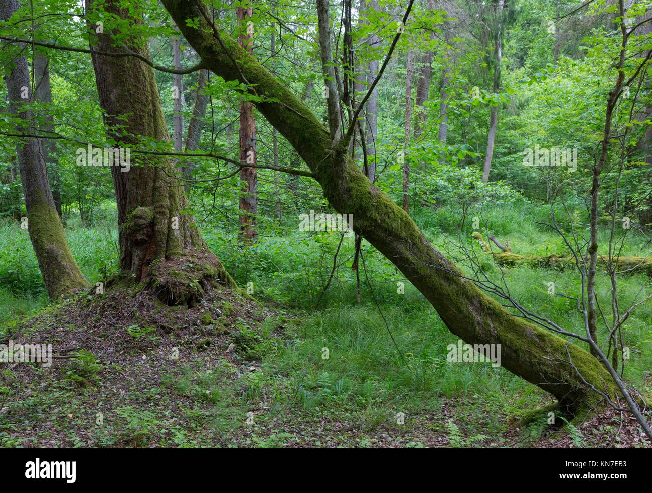 Bent Old Trees Stock Photos & Bent Old Trees Stock Images - Alamy