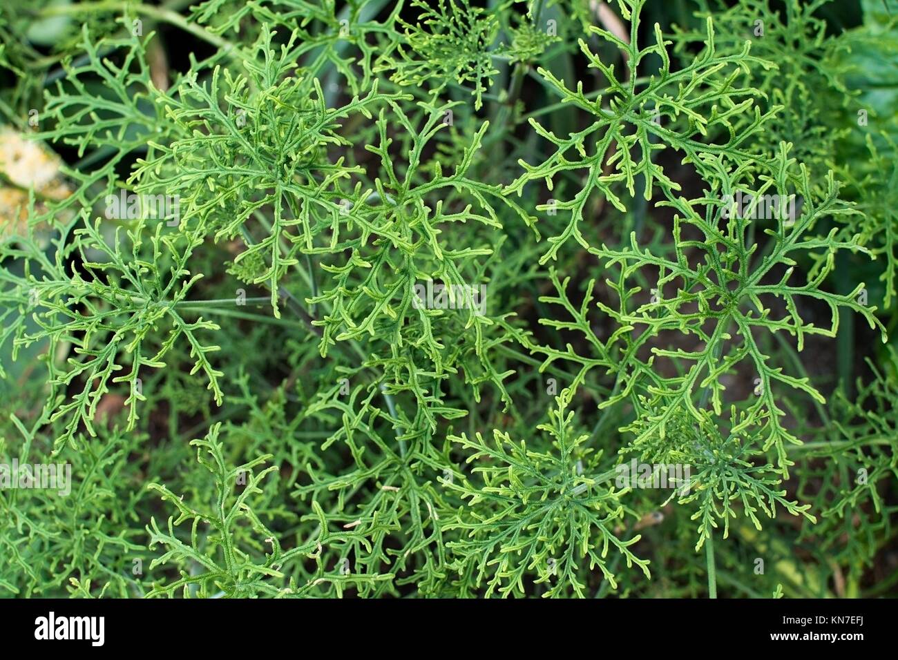 Common geranium hi-res stock photography and images - Alamy