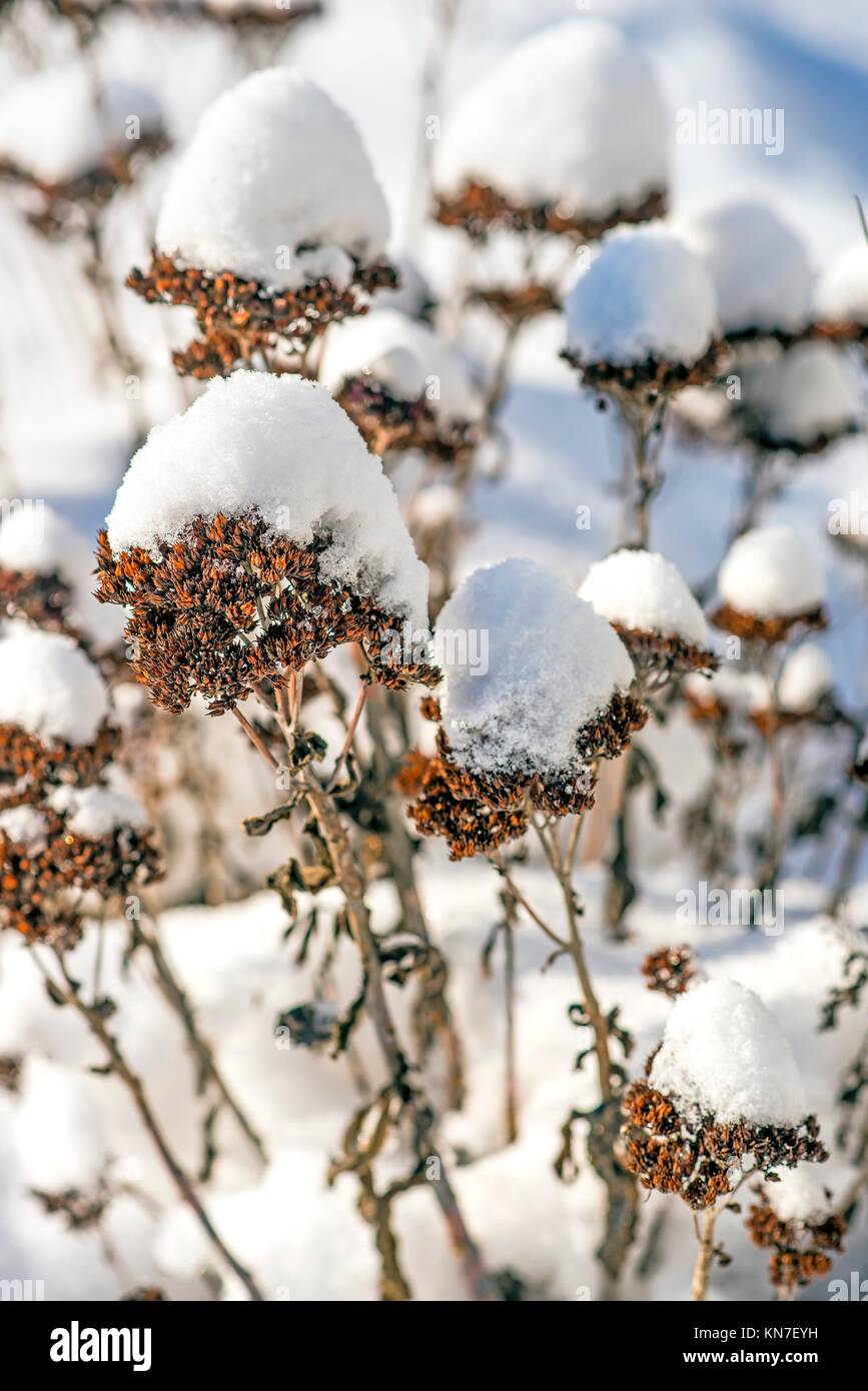 snow-hat on sedum Stock Photo - Alamy
