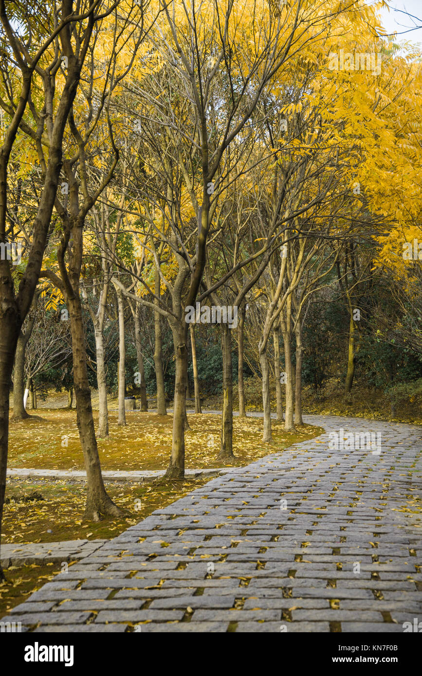 pavement in a park of China Stock Photo - Alamy