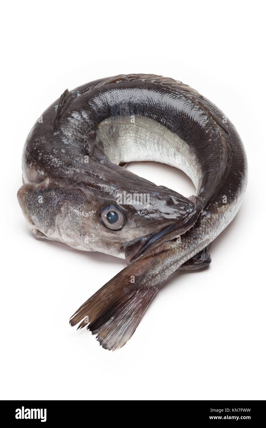 Tail Hake High Resolution Stock Photography and Images - Alamy