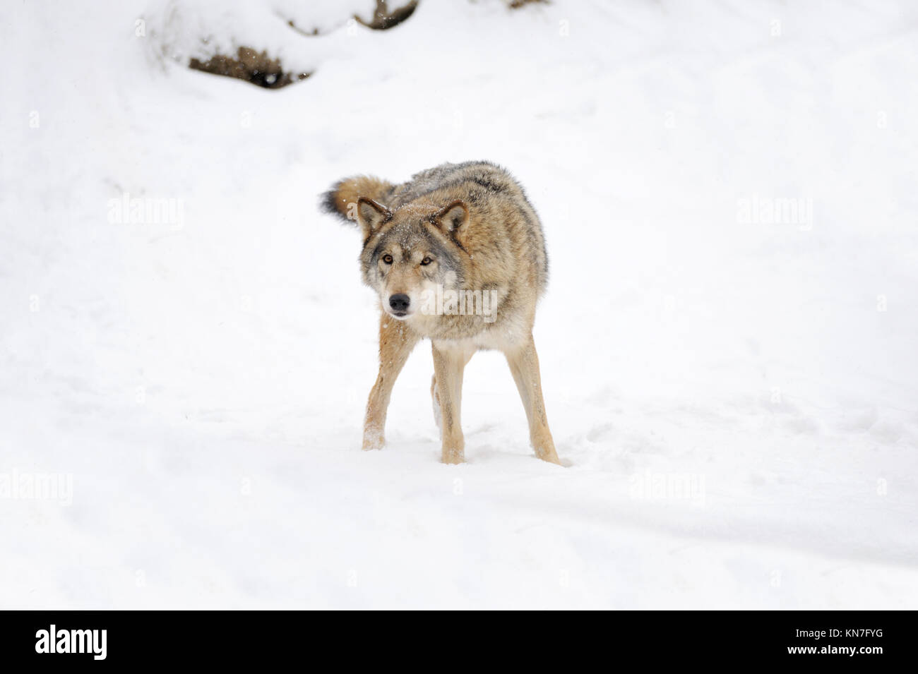 Beautiful wild gray wolf in winter Stock Photo - Alamy