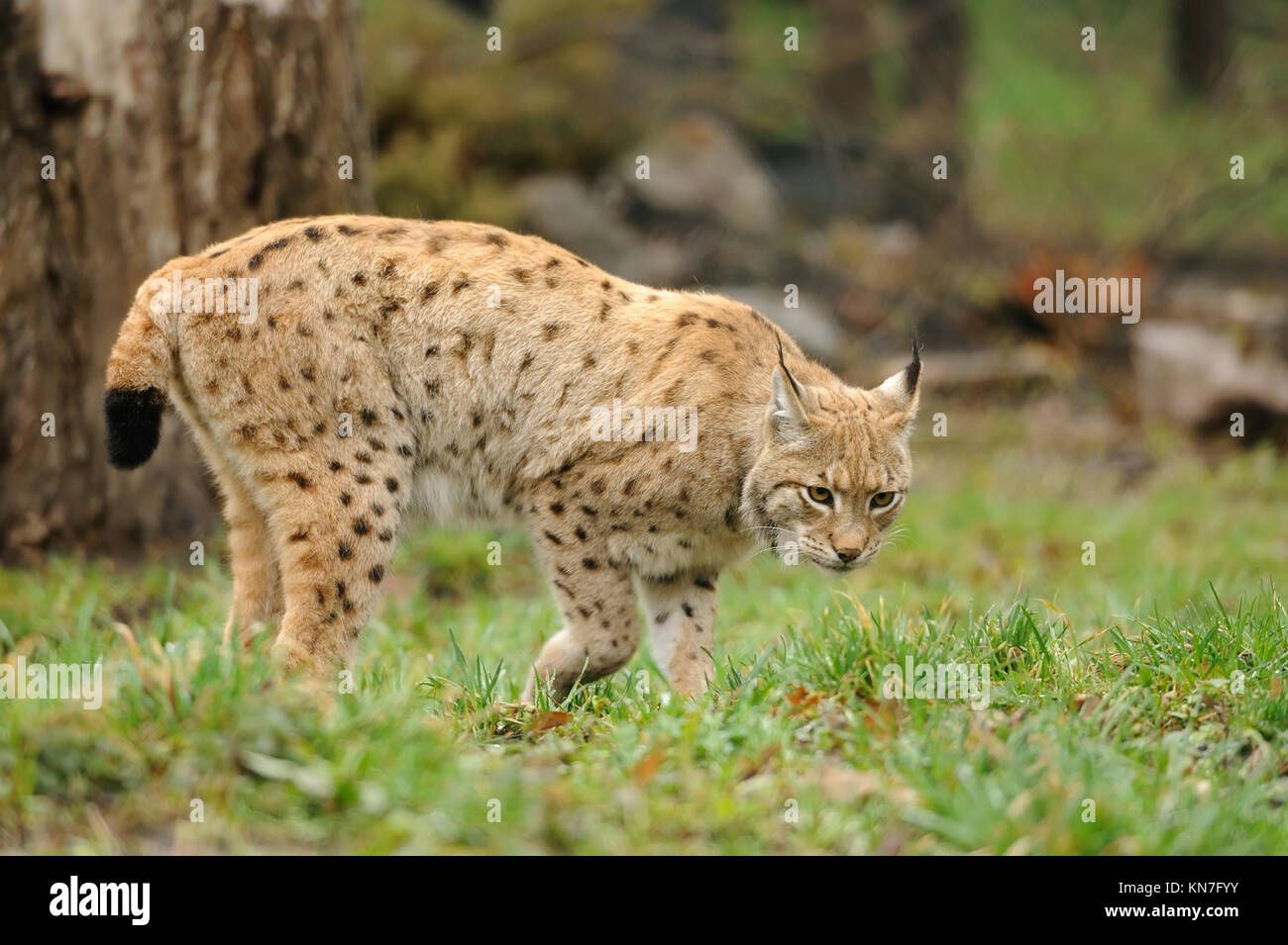 Lynx face hi-res stock photography and images - Alamy