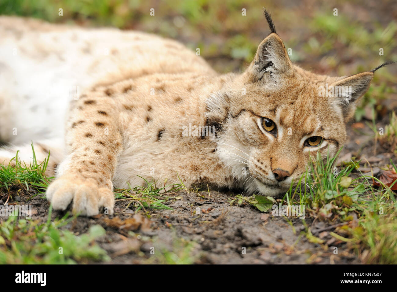 Lynx face portrait hi-res stock photography and images - Alamy