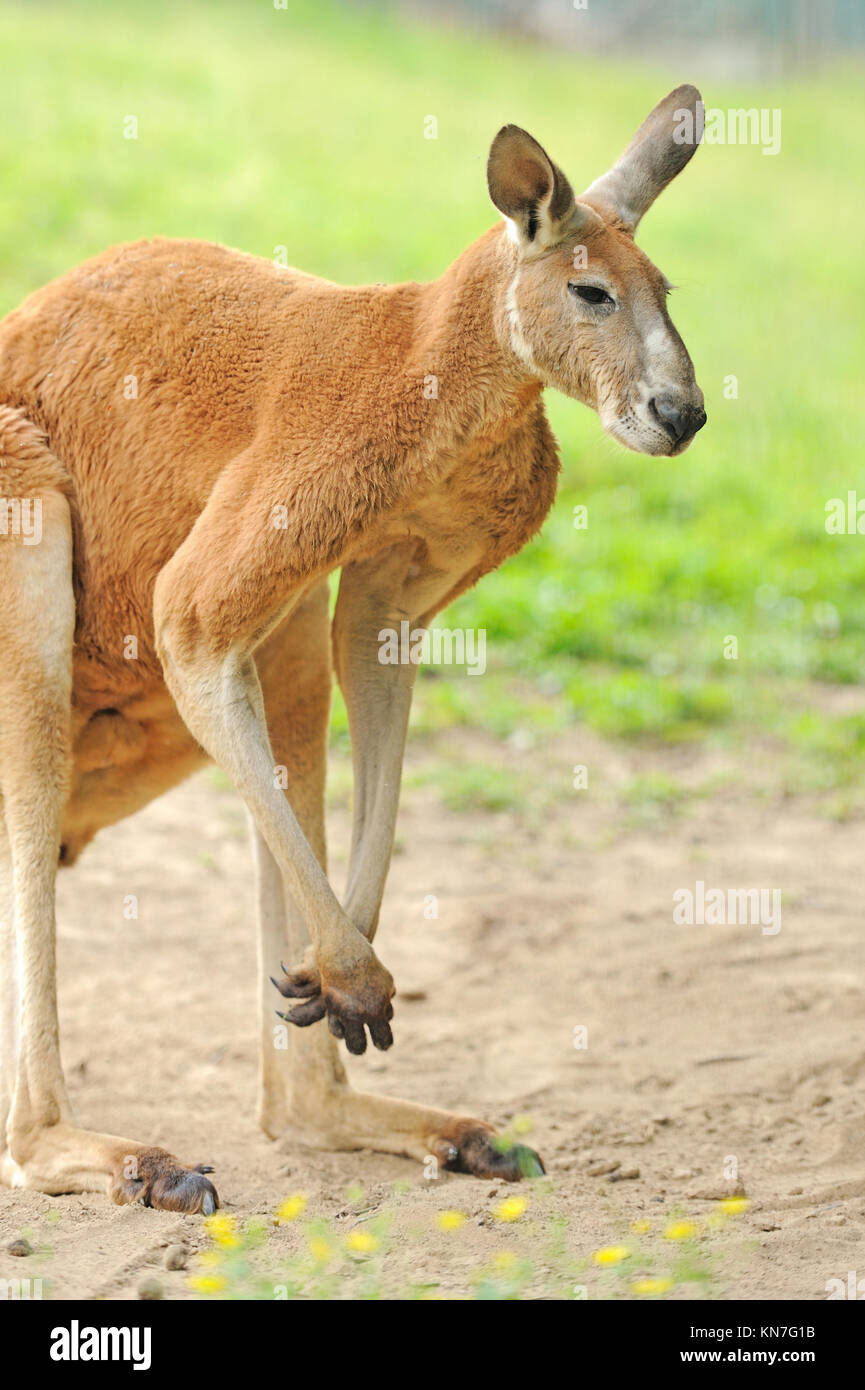 Kangaroo eye not wallaby hi-res stock photography and images - Alamy