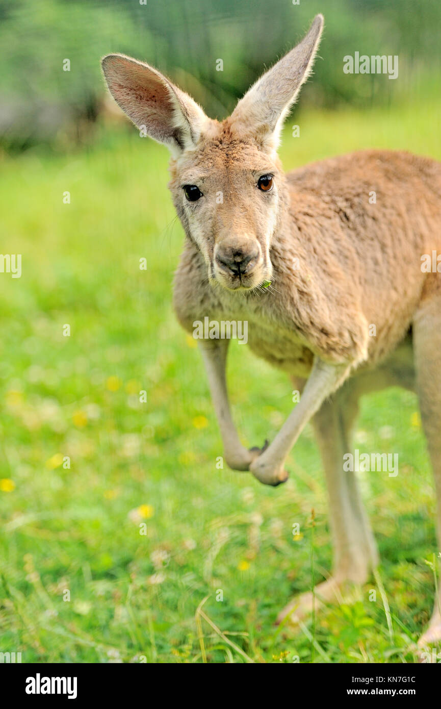Kangaroo eye not wallaby hi-res stock photography and images - Alamy