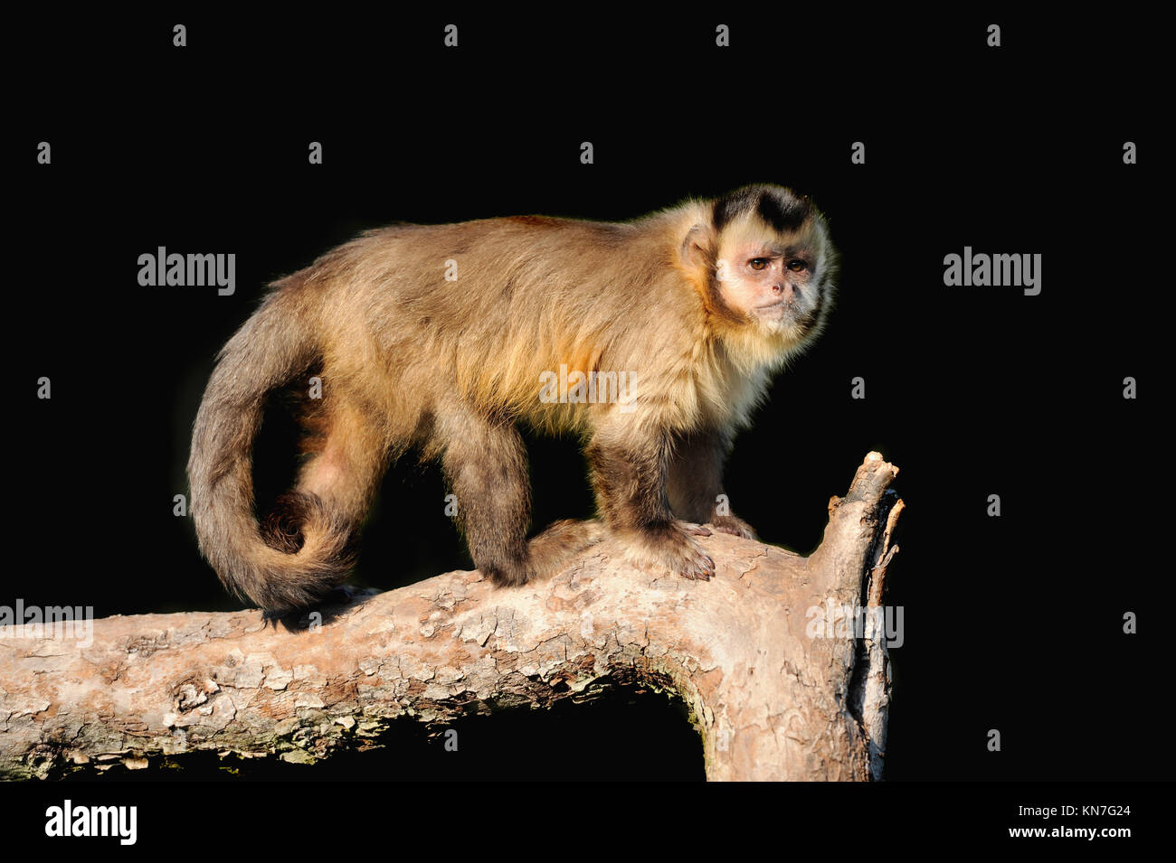 Little capuchin monkey hi-res stock photography and images - Alamy