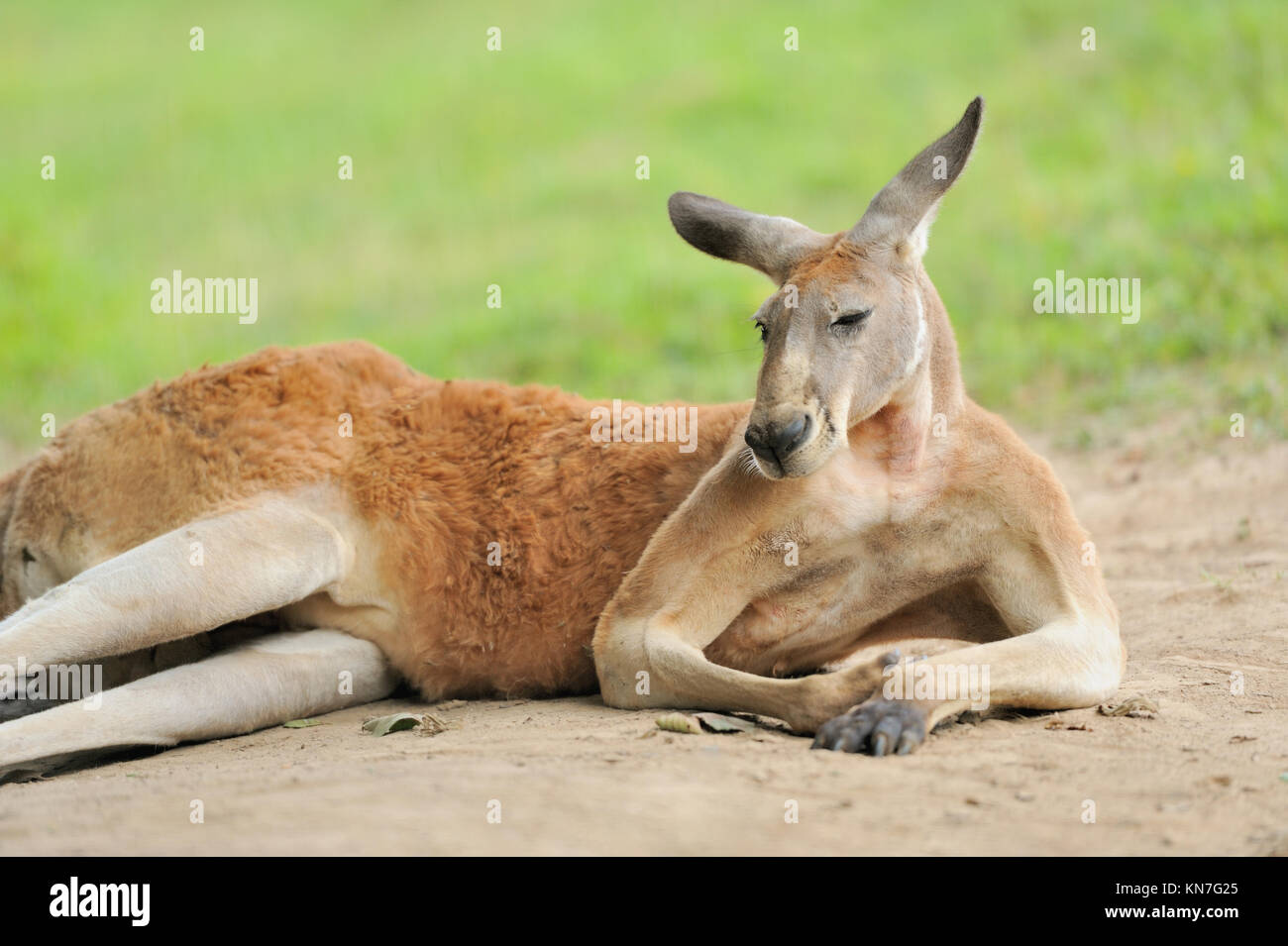 Kangaroo eye hi-res stock photography and images - Alamy