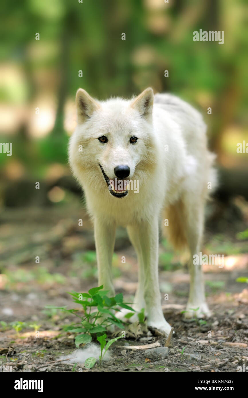 Wolf preserve hi-res stock photography and images - Alamy