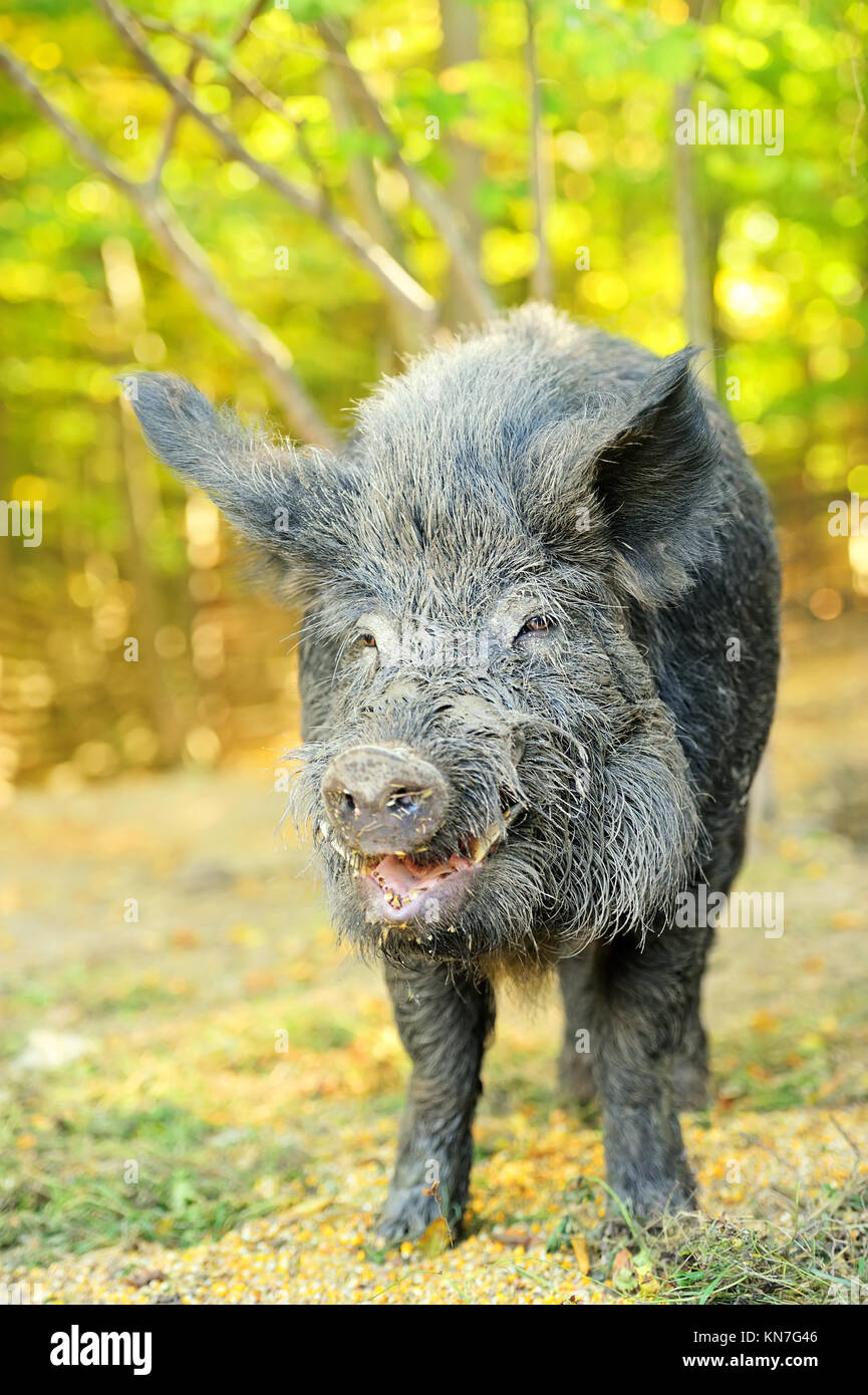 Boar hunt hi-res stock photography and images - Alamy