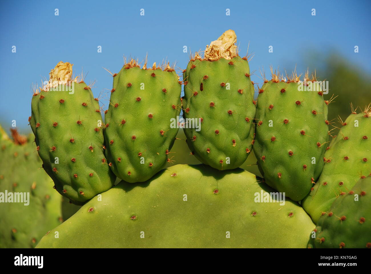 The fruits of a prickly pear cactus plant growing at Emborio on the ...