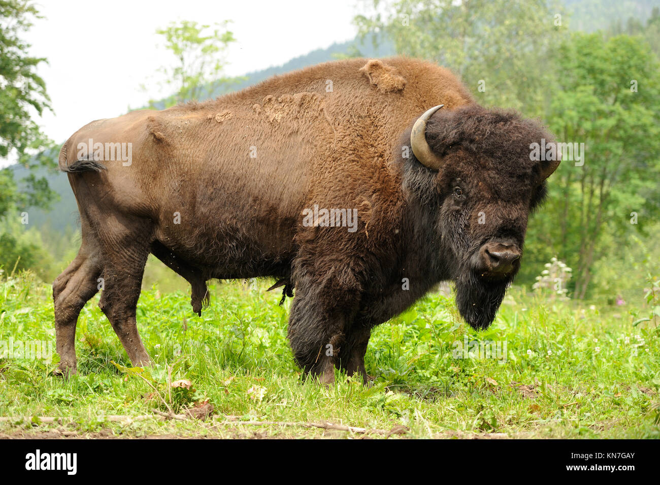 Large male of bison in the forest Stock Photo - Alamy