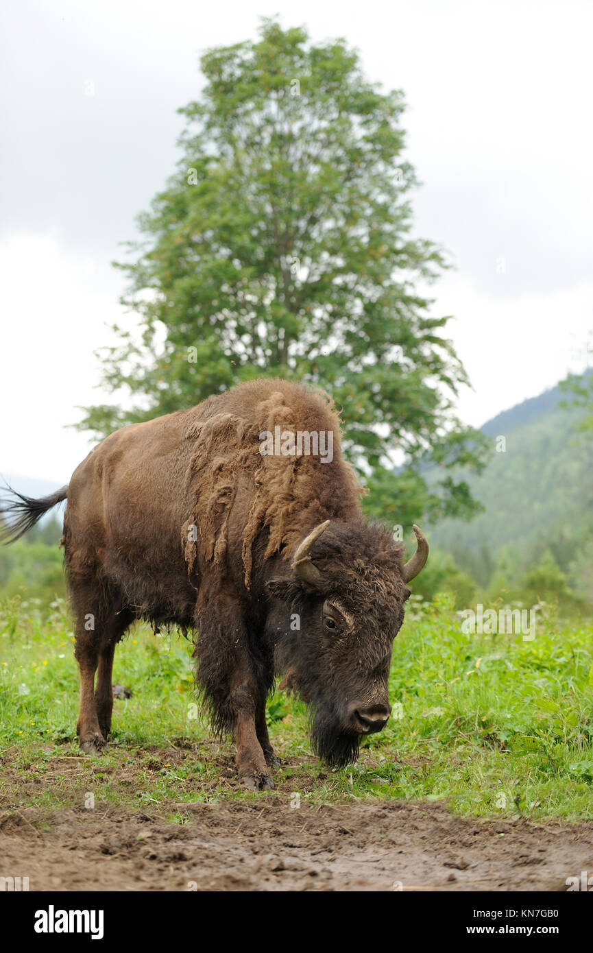 Large male of bison in the forest Stock Photo - Alamy