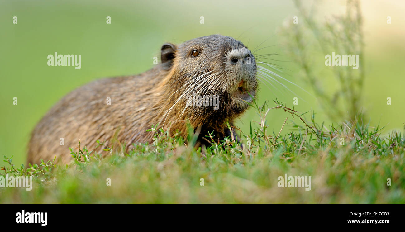 Muskrat hi-res stock photography and images - Alamy