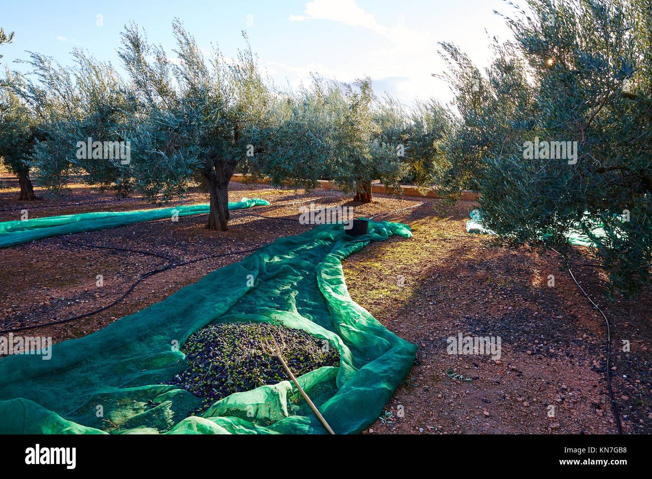 Picking olive tree High Resolution Stock Photography and Images - Alamy