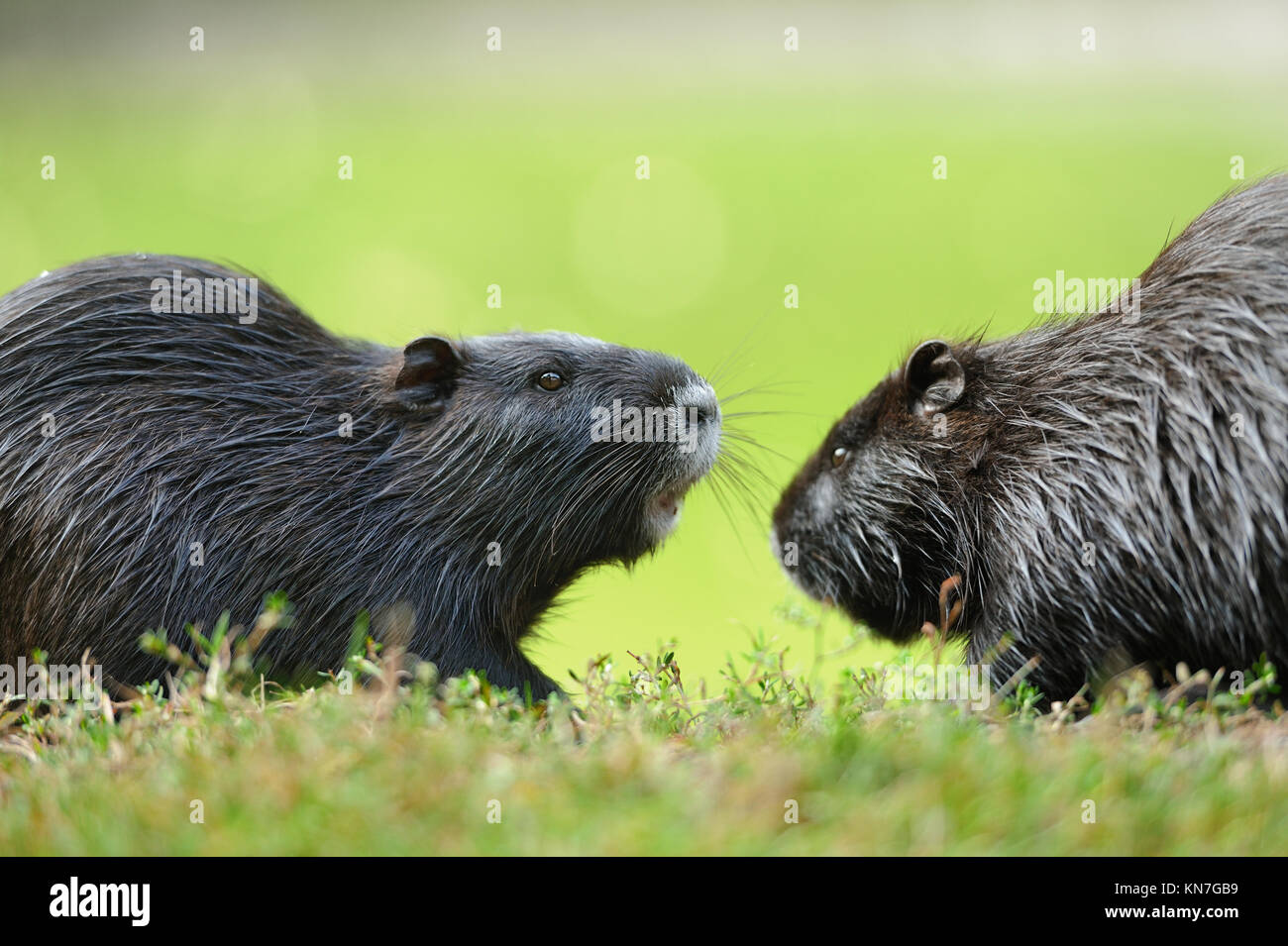 Beautiful muskrat on green grass Stock Photo - Alamy