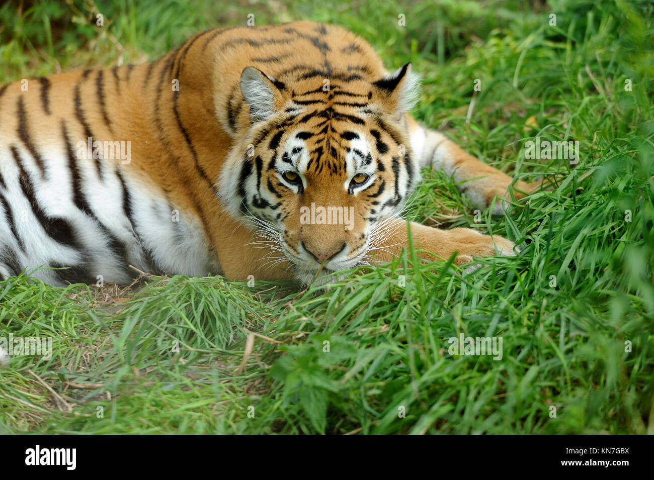 Tiger in grass hi-res stock photography and images - Alamy