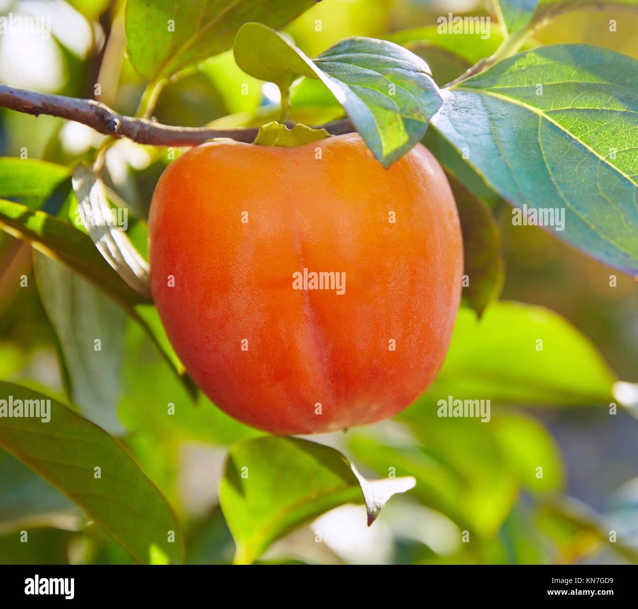 Khaki tree hi-res stock photography and images - Alamy
