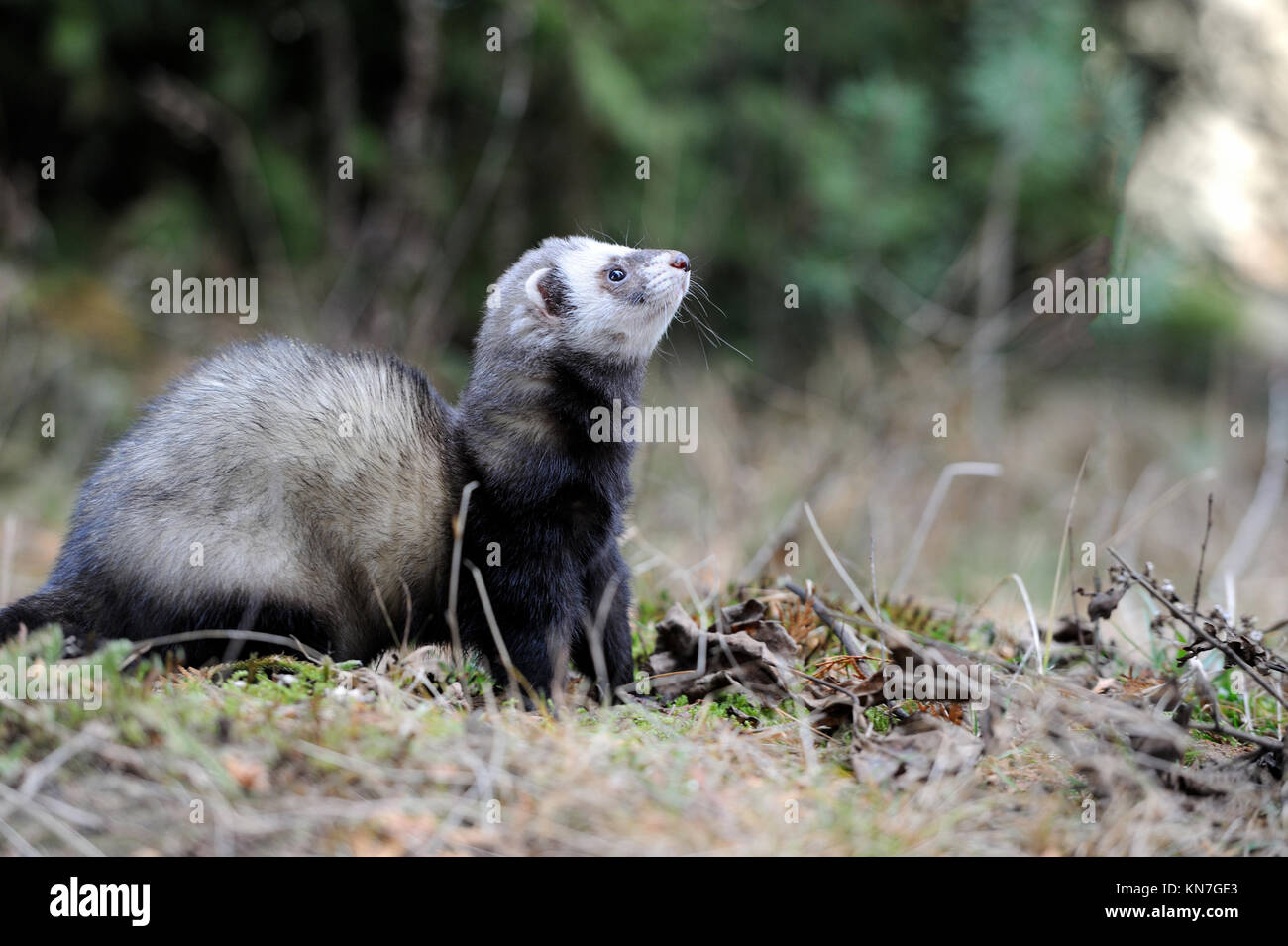 Wild polecat in forest Stock Photo - Alamy