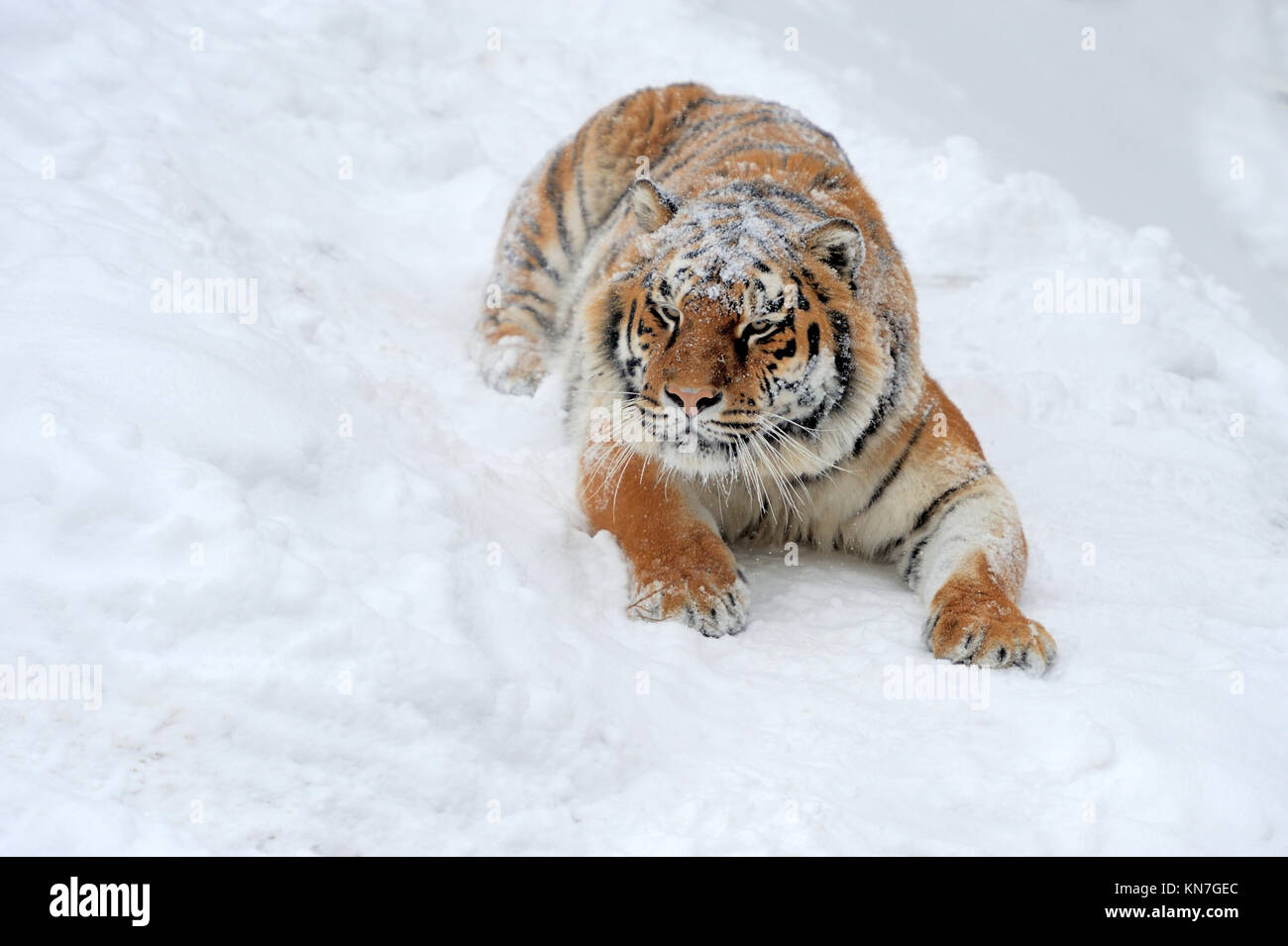 Beautiful wild siberian tiger on snow Stock Photo - Alamy