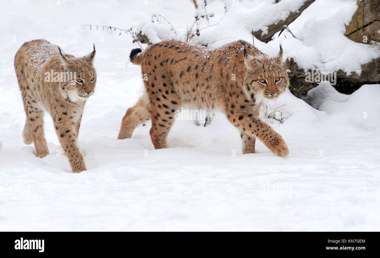 Beautiful wild lynx in winter day Stock Photo - Alamy