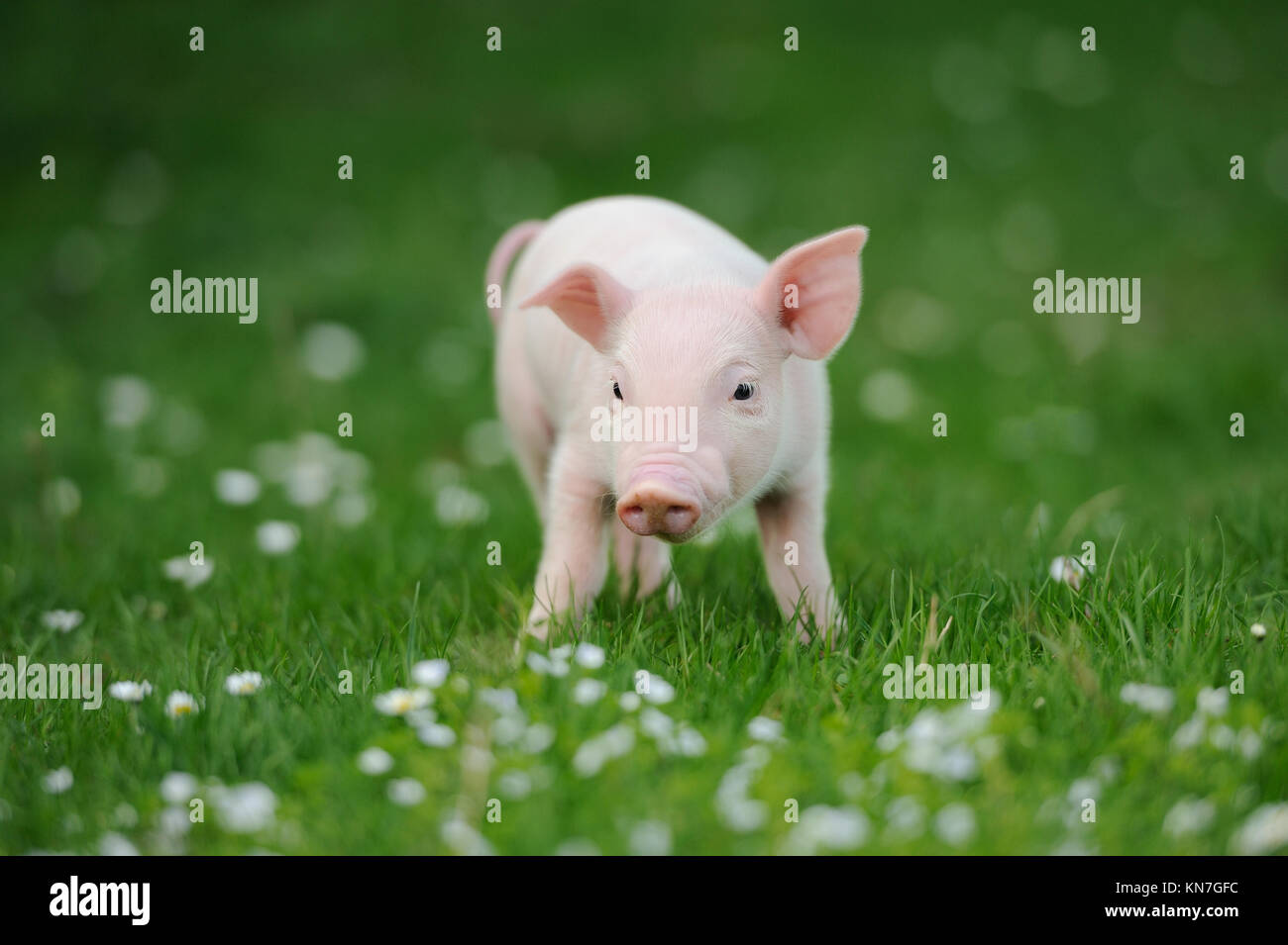 Young pig on a spring green grass Stock Photo - Alamy