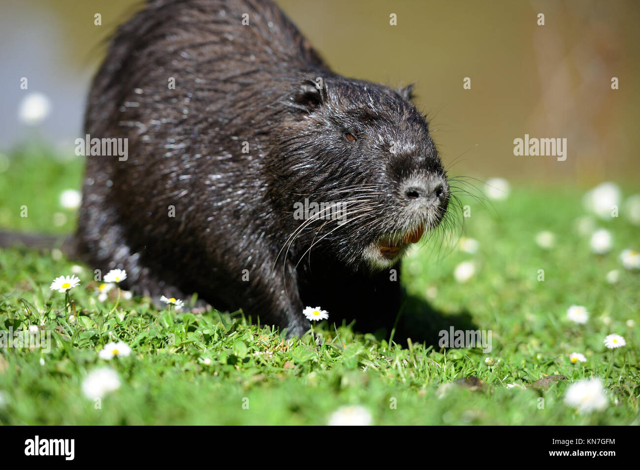 Beautiful muskrat on green grass, spring time Stock Photo - Alamy