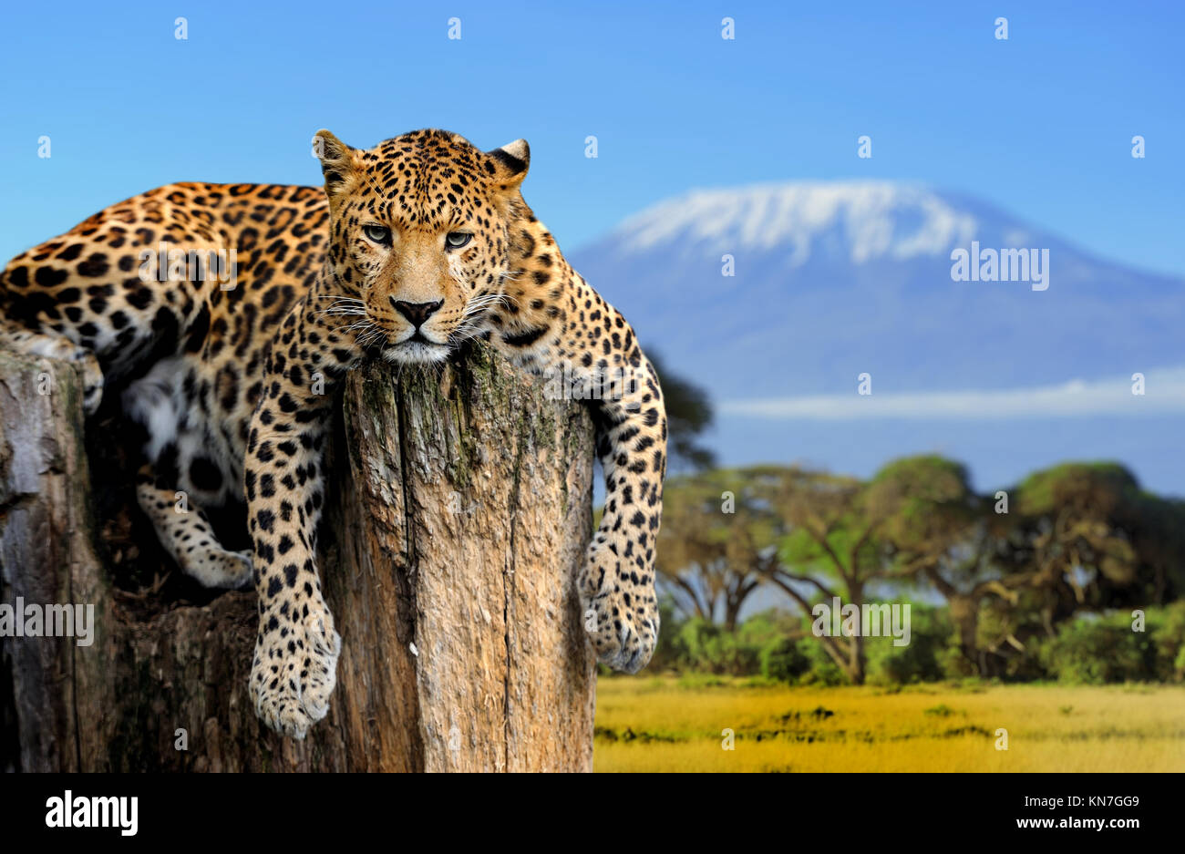 Leopard sitting on a tree on a background of Mount Kilimanjaro Stock ...