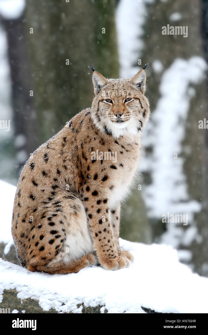 Beautiful wild lynx in winter time Stock Photo - Alamy
