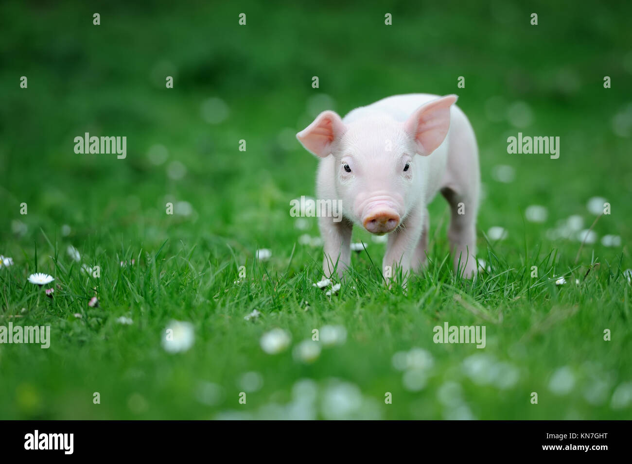 Young pig on a spring green grass Stock Photo - Alamy